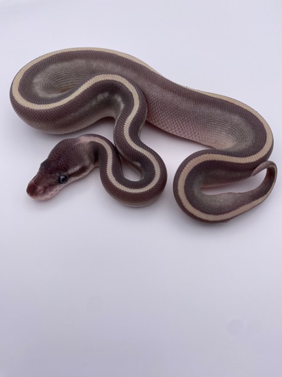 Mystic Potion Female Ball Python by Great Lakes Herpetoculture