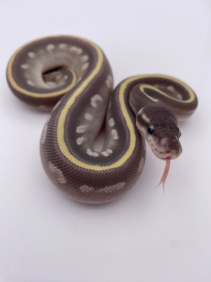 Mystic Potion Female Ball Python by Great Lakes Herpetoculture