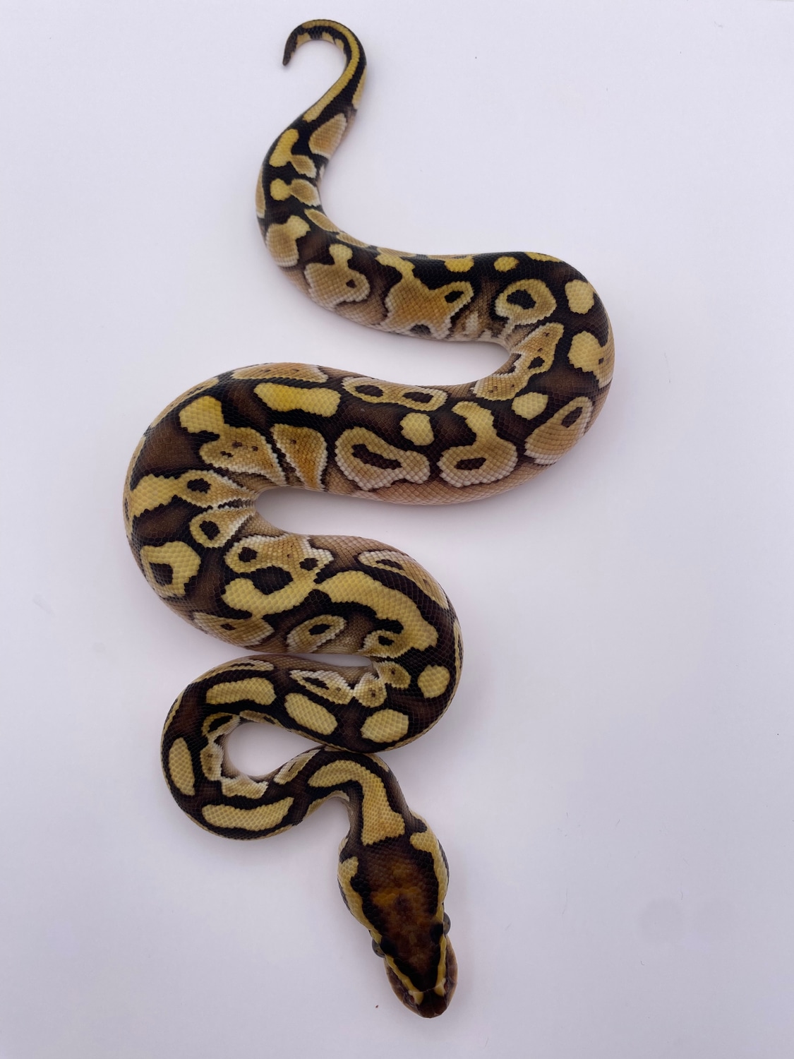 Lesser Yellow Belly Het Clown Male Ball Python by Great Lakes ...