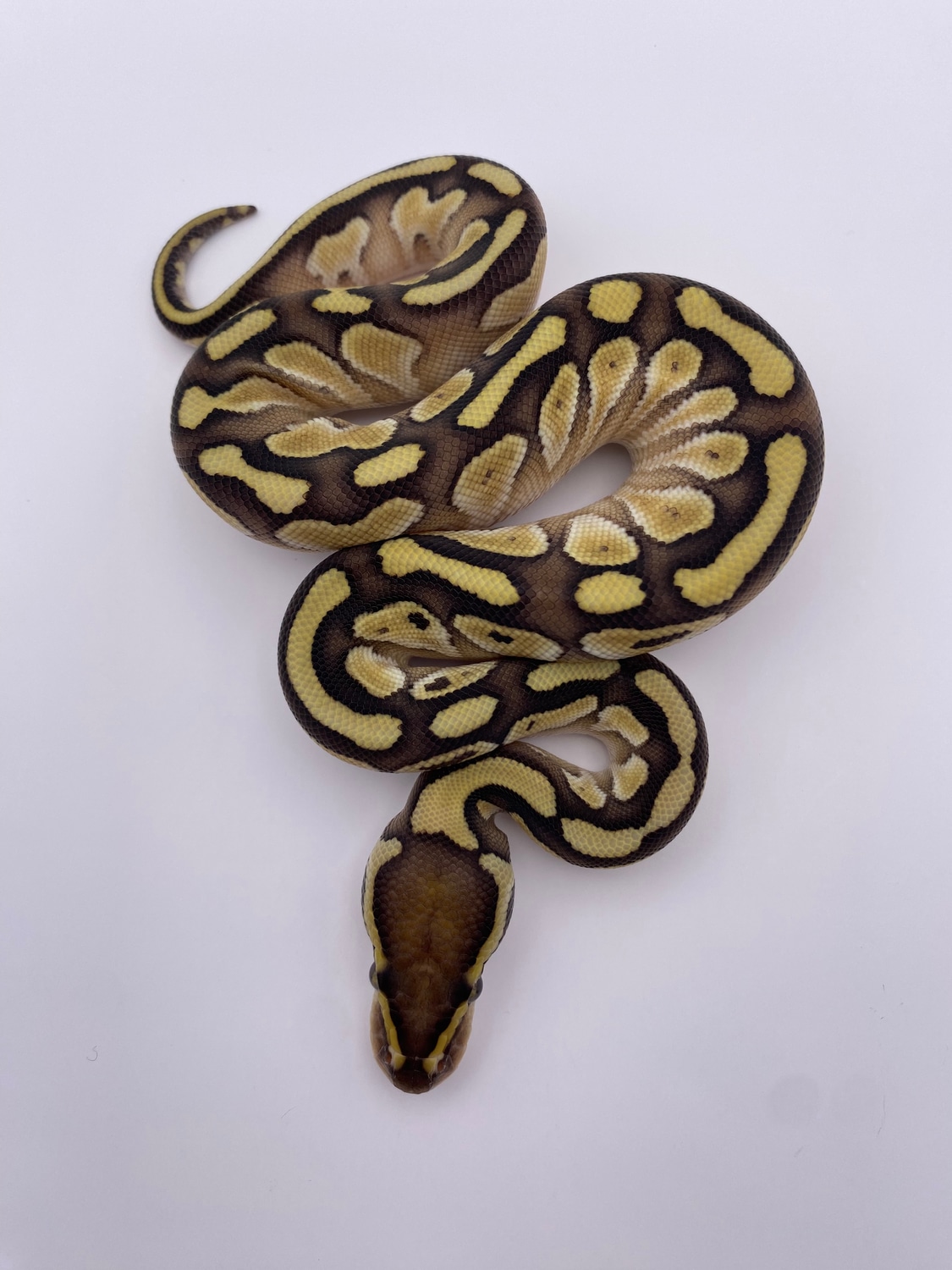 Lesser Het Clown Female Ball Python by Great Lakes Herpetoculture ...