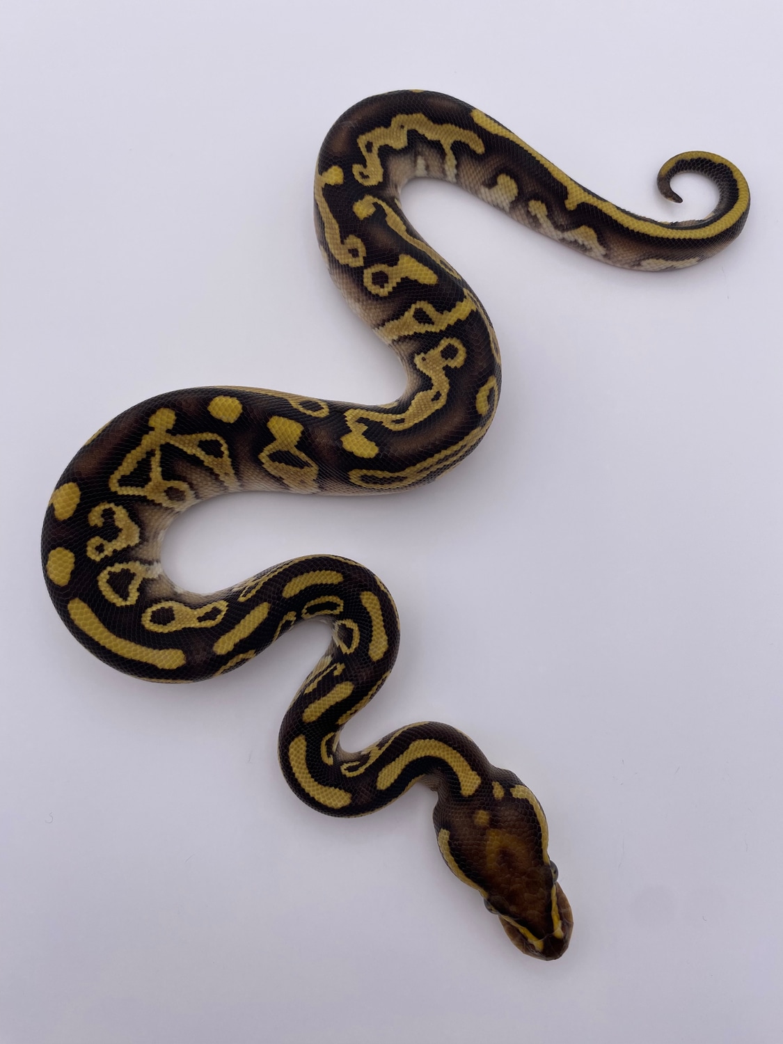 Lesser Leopard Het Clown Het Ultramel Male Ball Python by Great Lakes ...