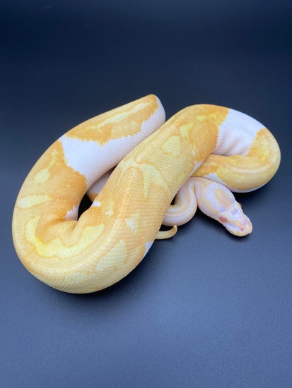 Albino Pied Ball Python by Great Lakes Herpetoculture