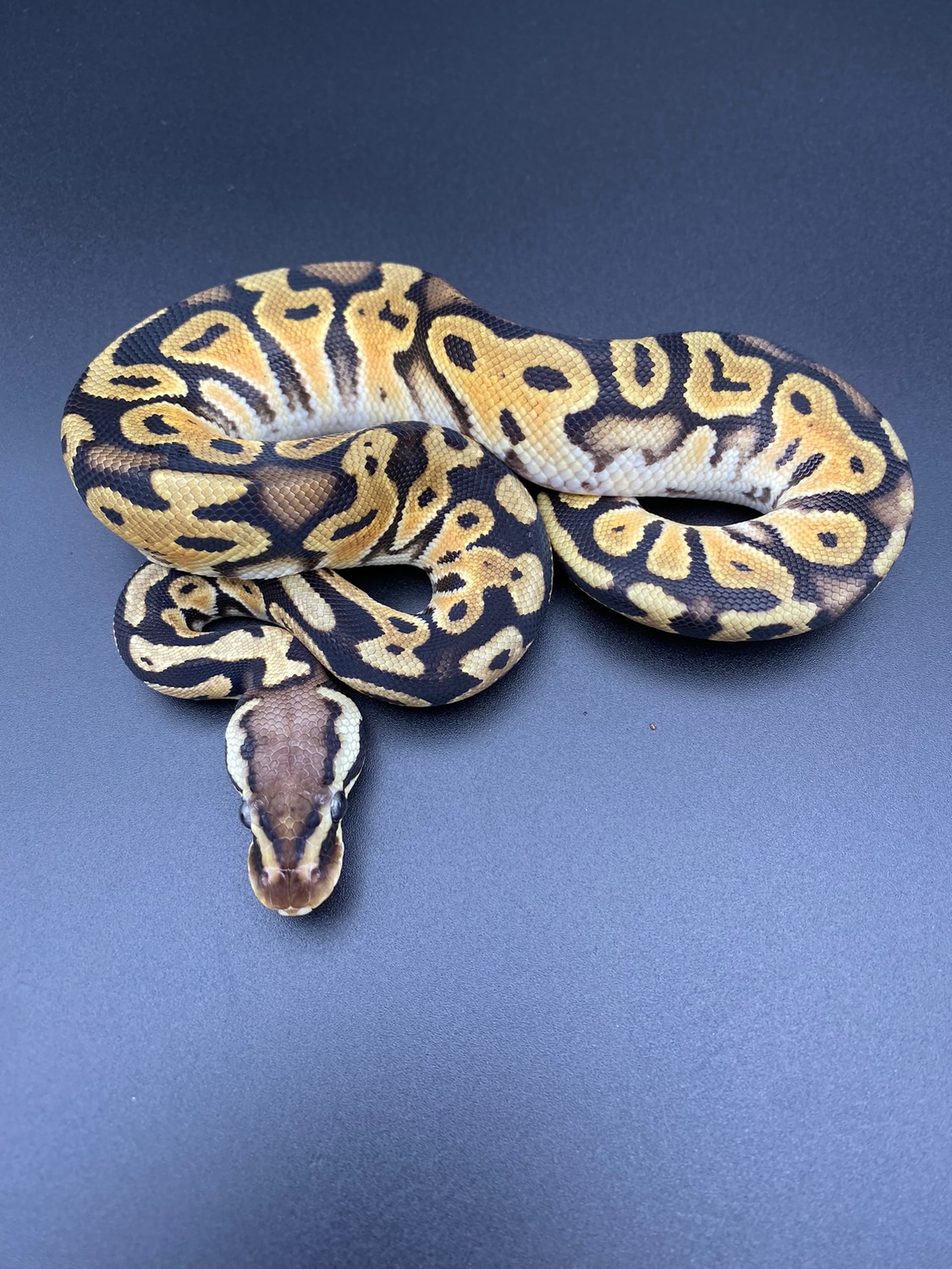 Pastel Het Clown Het Red Axanthic Female Ball Python by Great Lakes ...