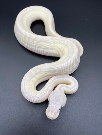 Blue Eyed Lucy Female Ball Python by Great Lakes Herpetoculture