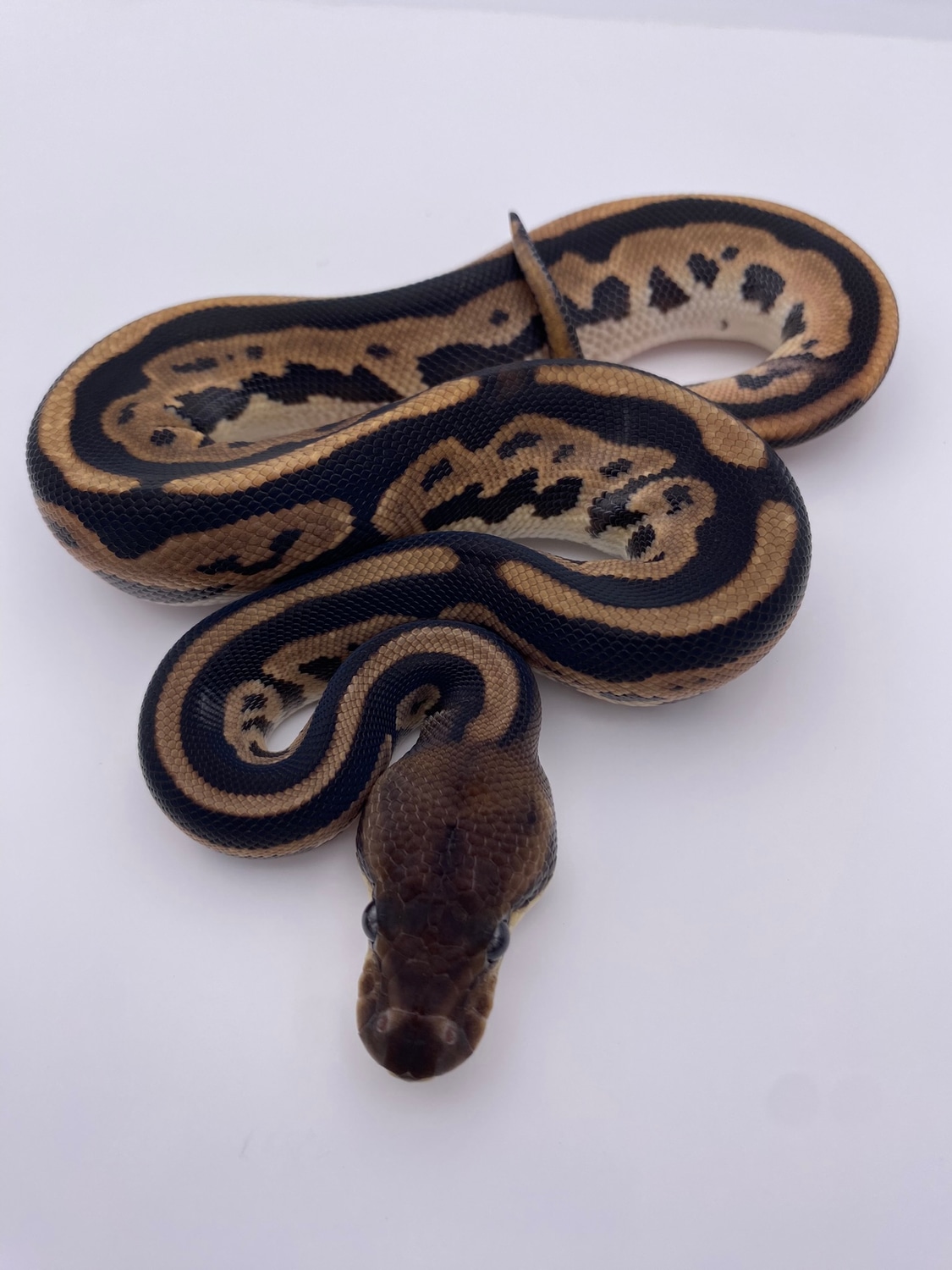 OD Cinnamon Leopard Het Clown Male Ball Python by Great Lakes ...