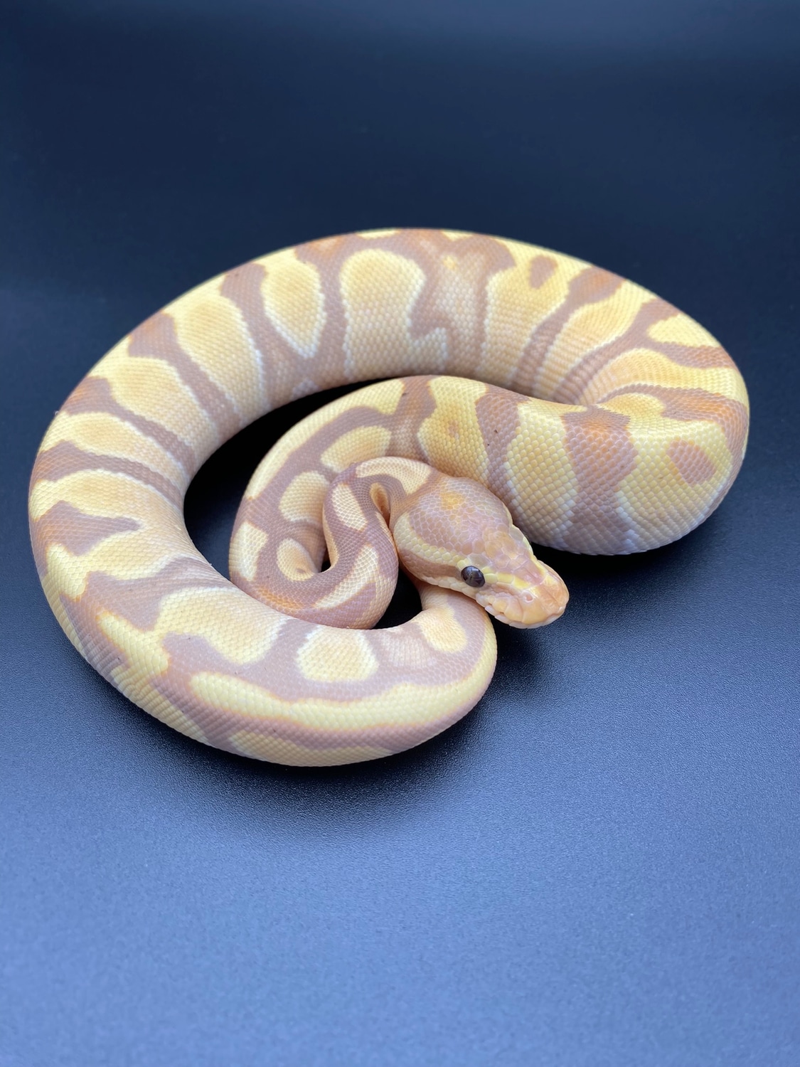 Banana Enchi Male Ball Python by Great Lakes Herpetoculture - MorphMarket