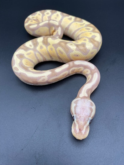 Banana Pastel Female Ball Python by Great Lakes Herpetoculture