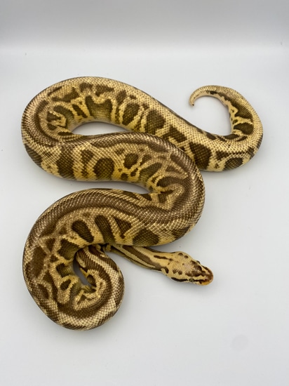 Super Pastel Leopard Male Ball Python by Great Lakes Herpetoculture
