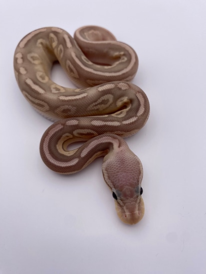 Lesser Banana Pastel Cinnamon Het Clown Female Ball Python by Great ...