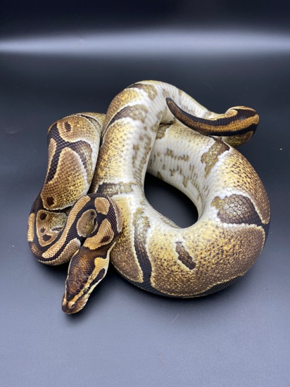 Enchi Het Albino Ball Python by Great Lakes Herpetoculture
