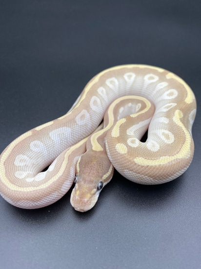 Mystic Crystal Ball Python by Great Lakes Herpetoculture