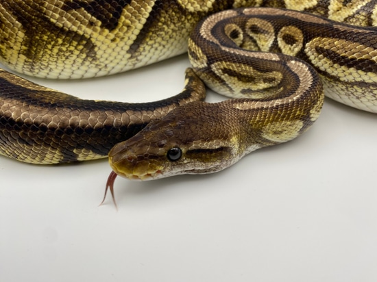 Pewter Female Proven Breeder Ball Python by Great Lakes Herpetoculture
