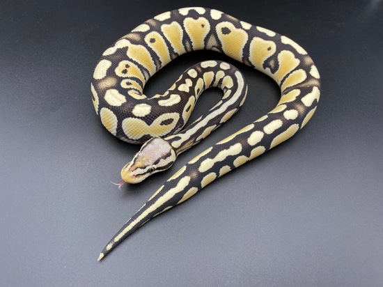 Pastel Desert Ghost Het Clown Pos Het Hypo Ball Python by Great Lakes ...