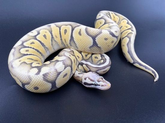 Super Pastel Desert Ghost *No Reserve* Ball Python by Great Lakes ...