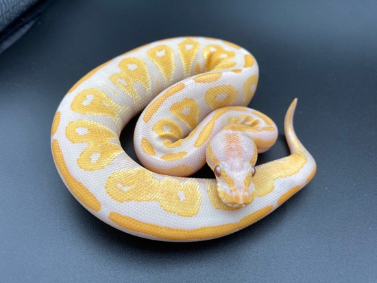Lavender Albino Black Head Ball Python by Great Lakes Herpetoculture