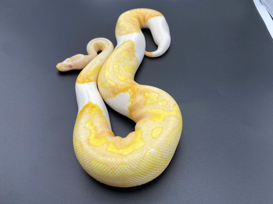 Albino Pied Ball Python by Great Lakes Herpetoculture