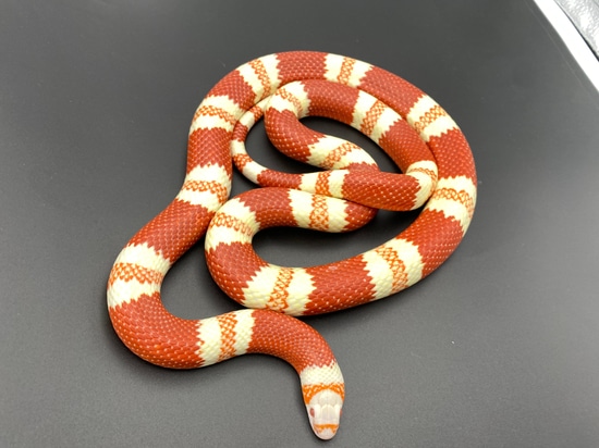 Albino Tangerine Honduran Honduran Milk Snake by Great Lakes Herpetoculture