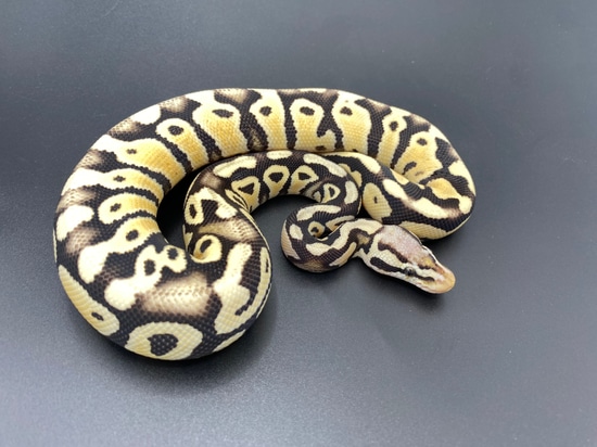 Pastel DG Het Clown 50% Het Hypo Ball Python by Great Lakes Herpetoculture