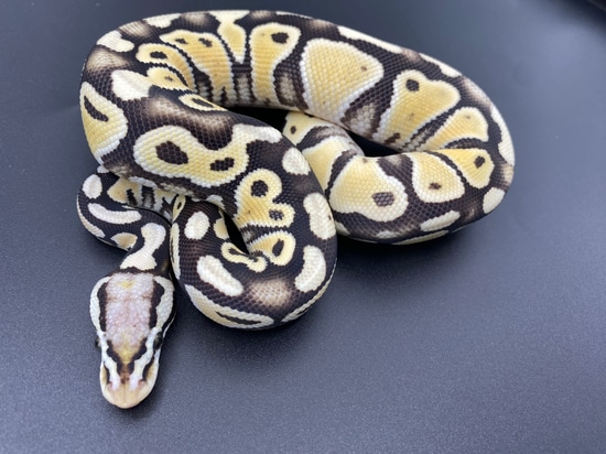 Pastel DG Het Clown 50% Pos Het Hypo Ball Python by Great Lakes ...