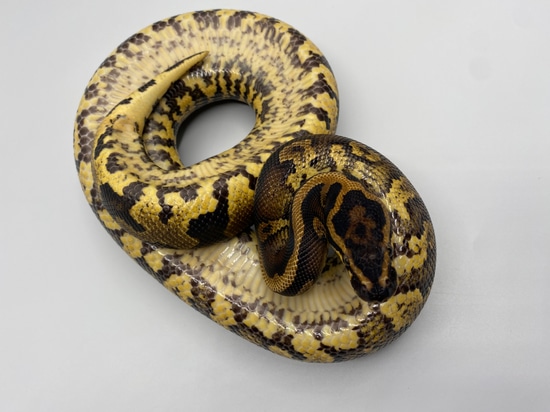 Acid Yellow Belly Male Ball Python by Great Lakes Herpetoculture