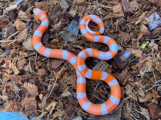 Albino Tangerine Honduran Female Honduran Milk Snake by Great Lakes ...