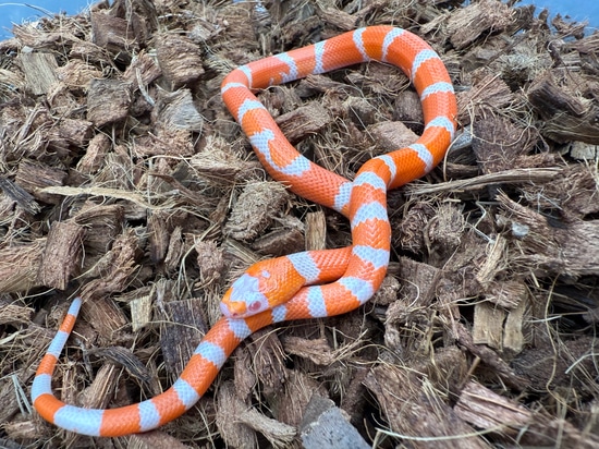 Albino Tangerine Honduran Milk Ball Python by Great Lakes Herpetoculture
