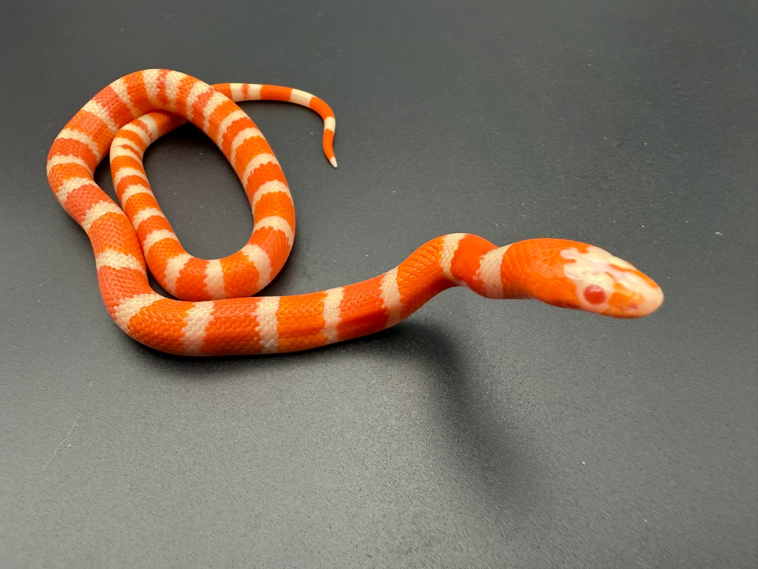 Tangerine Albino Honduran Milk Snake Female