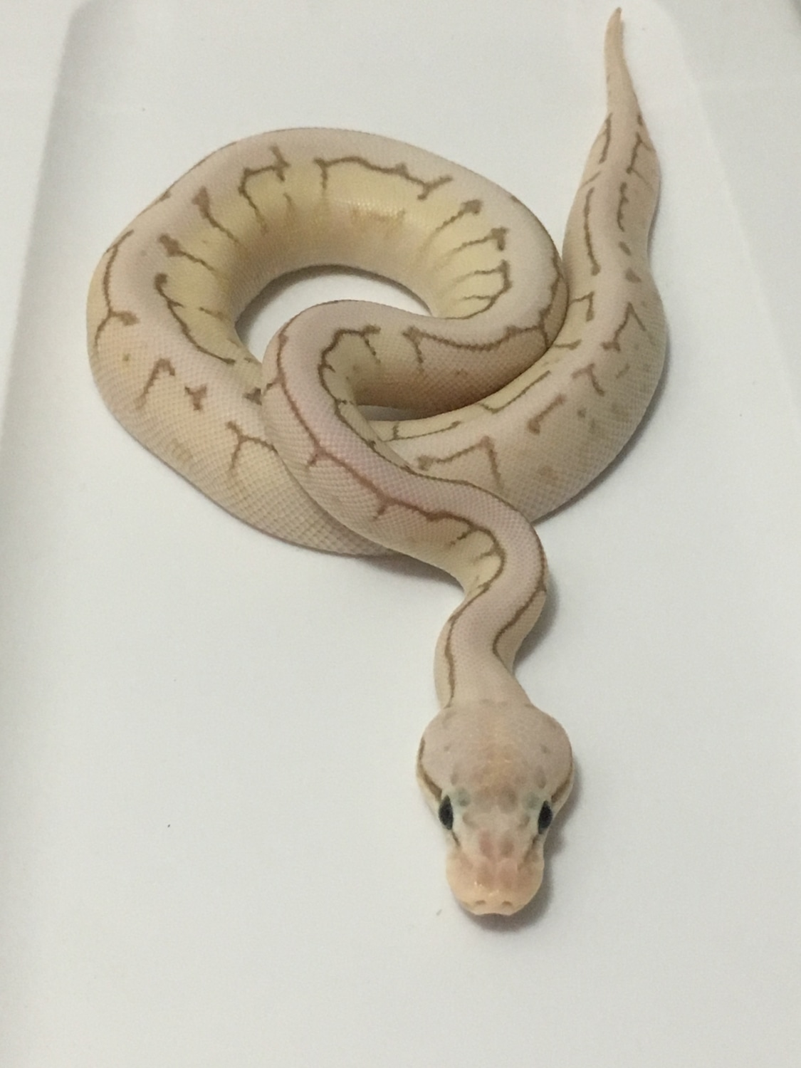 Killer Queenspin Female - 2017 Ball Python by The Ball Barn - MorphMarket