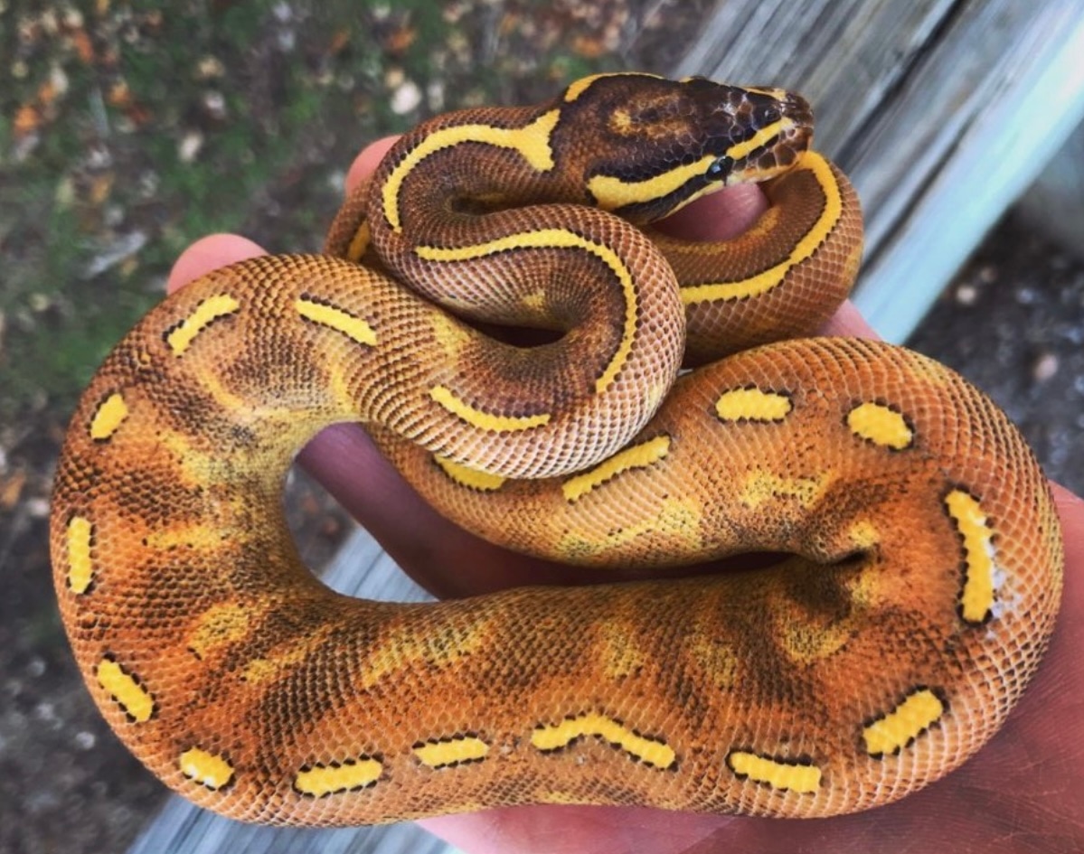 Mardi Gras (Proven) Ball Python by Markdelexotic - MorphMarket
