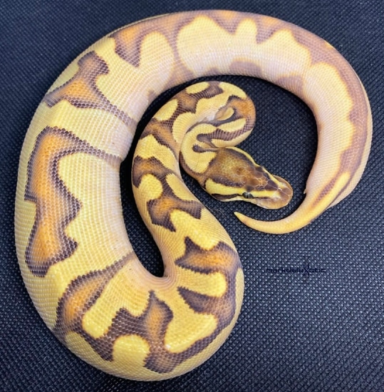 ODYB Calico Enchi Fire Ball Python by Markdelexotic