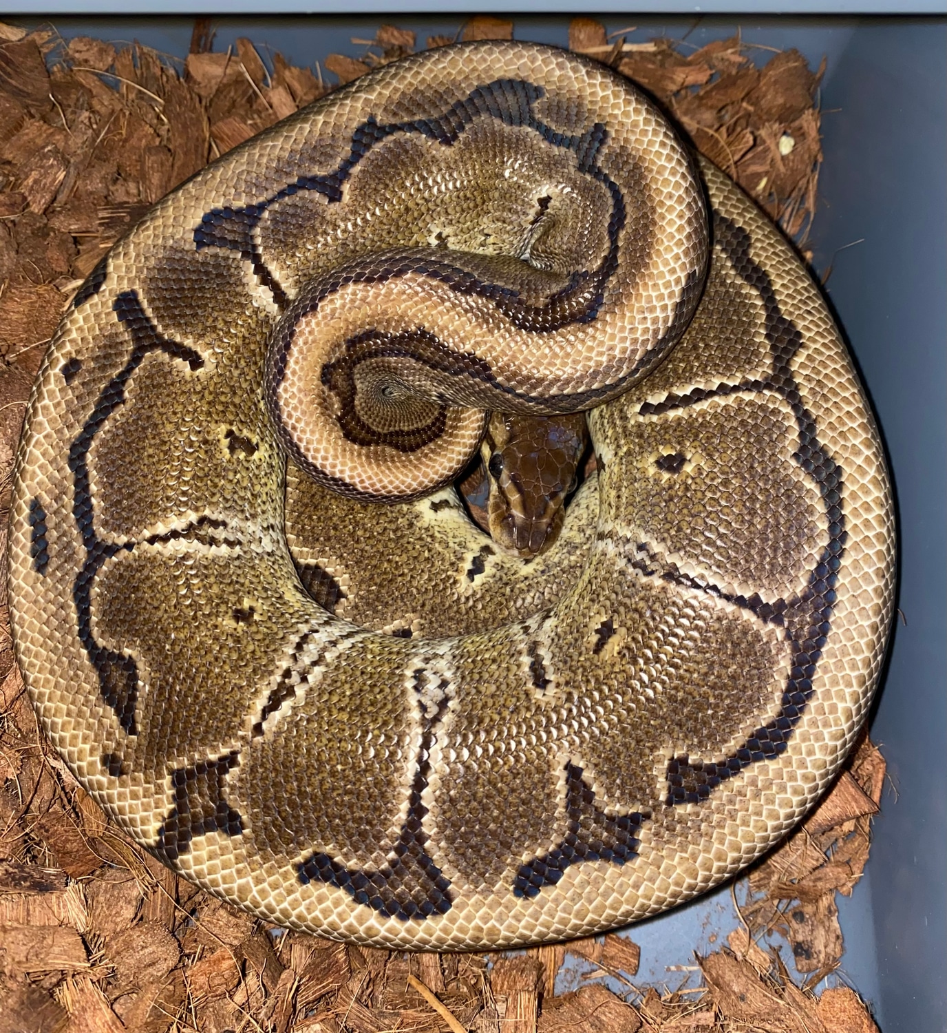 Enchi Pinstripe Het Desert Ghost Ball Python by Markdelexotic - MorphMarket