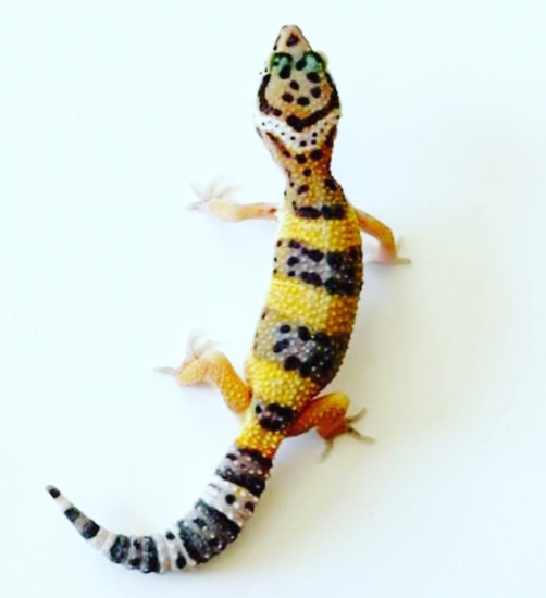 Aberrant Jungle Leopard Gecko by Honey Chameleons