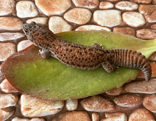 Patternless White Out African Fat-Tailed Gecko by Honey Chameleons