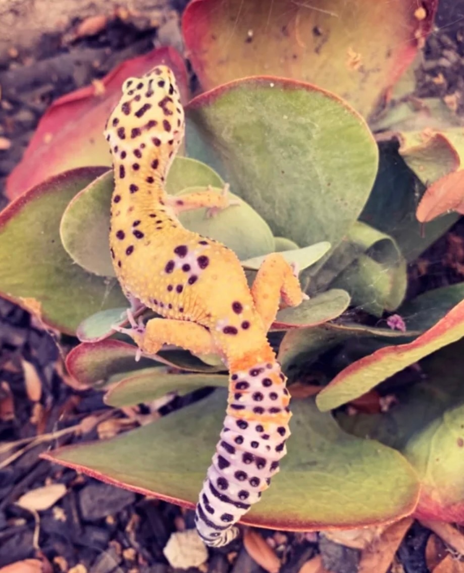 High Yellow Female Leopard Gecko by Glory Gecko - MorphMarket