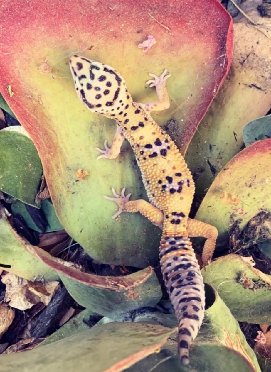 High Yellow Female Leopard Gecko by Glory Gecko - MorphMarket