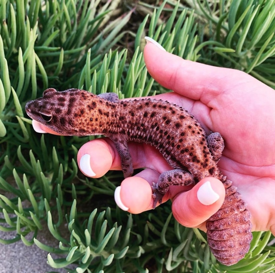 Patternless Whiteout African Fat-Tailed Gecko by Honey Chameleons