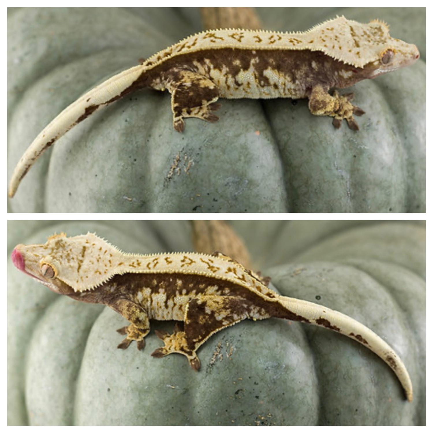 Glowing Geckos's Collection - MorphMarket