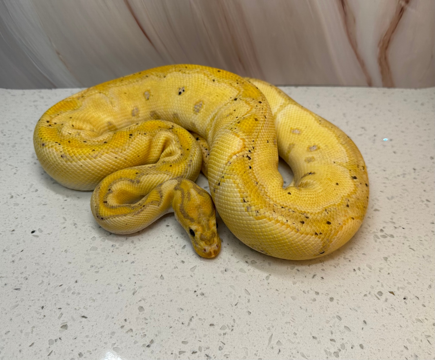 Banana Clown Adult Male RTB Ball Python by Glowing Geckos - MorphMarket