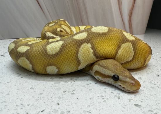Banana Lesser Chocolate Enchi 100% Het Clown! Ball Python by Glowing Geckos