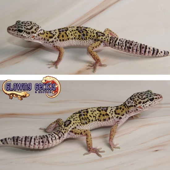 Mack Snow *Pretty!* Leopard Gecko by Glowing Geckos