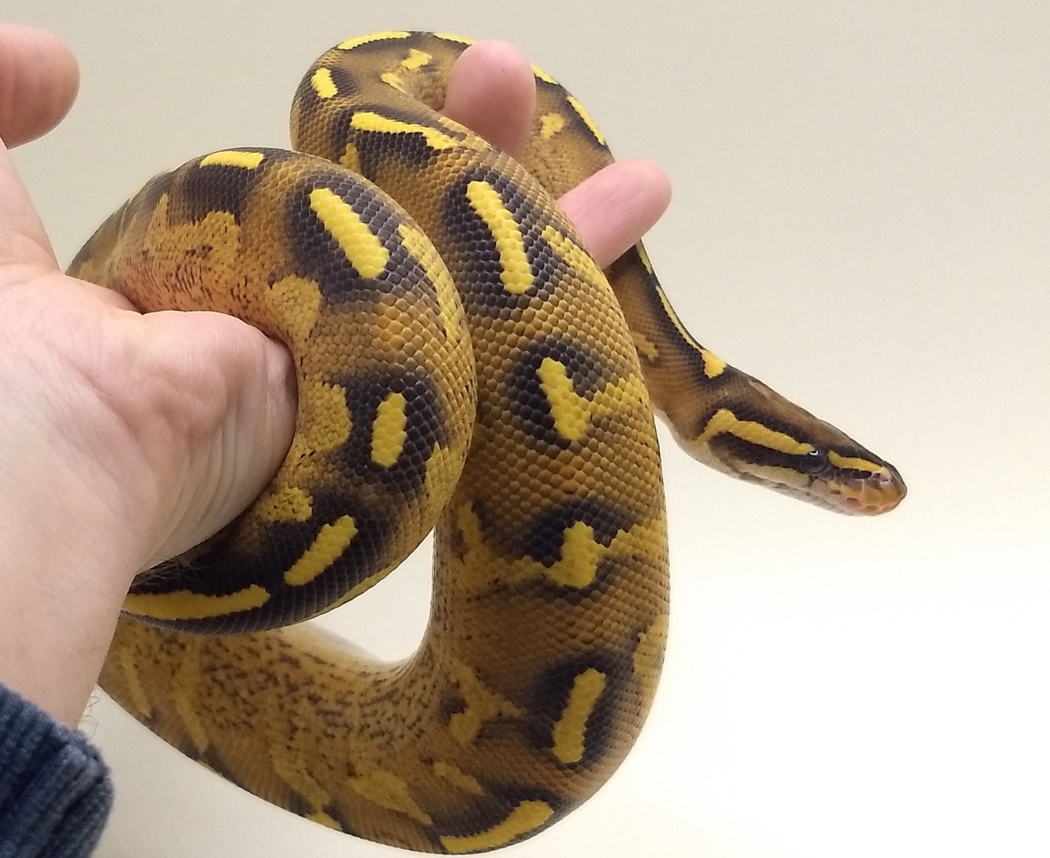 Super Gravel Ball Python by Stefan Gluch - MorphMarket