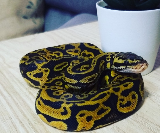 Confusion Pastel Het Clown Ball Python by Stefan Gluch