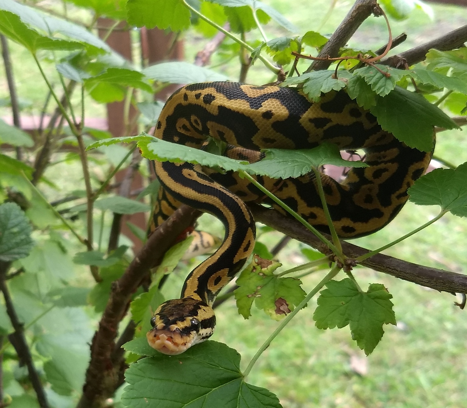 Confusion Pastel Het Clown Ball Python by Stefan Gluch - MorphMarket