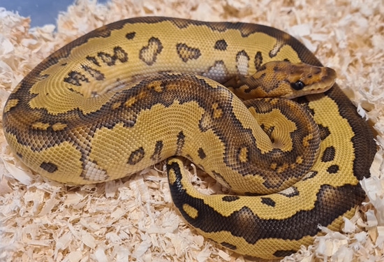 Special Clown Ball Python by Stefan Gluch