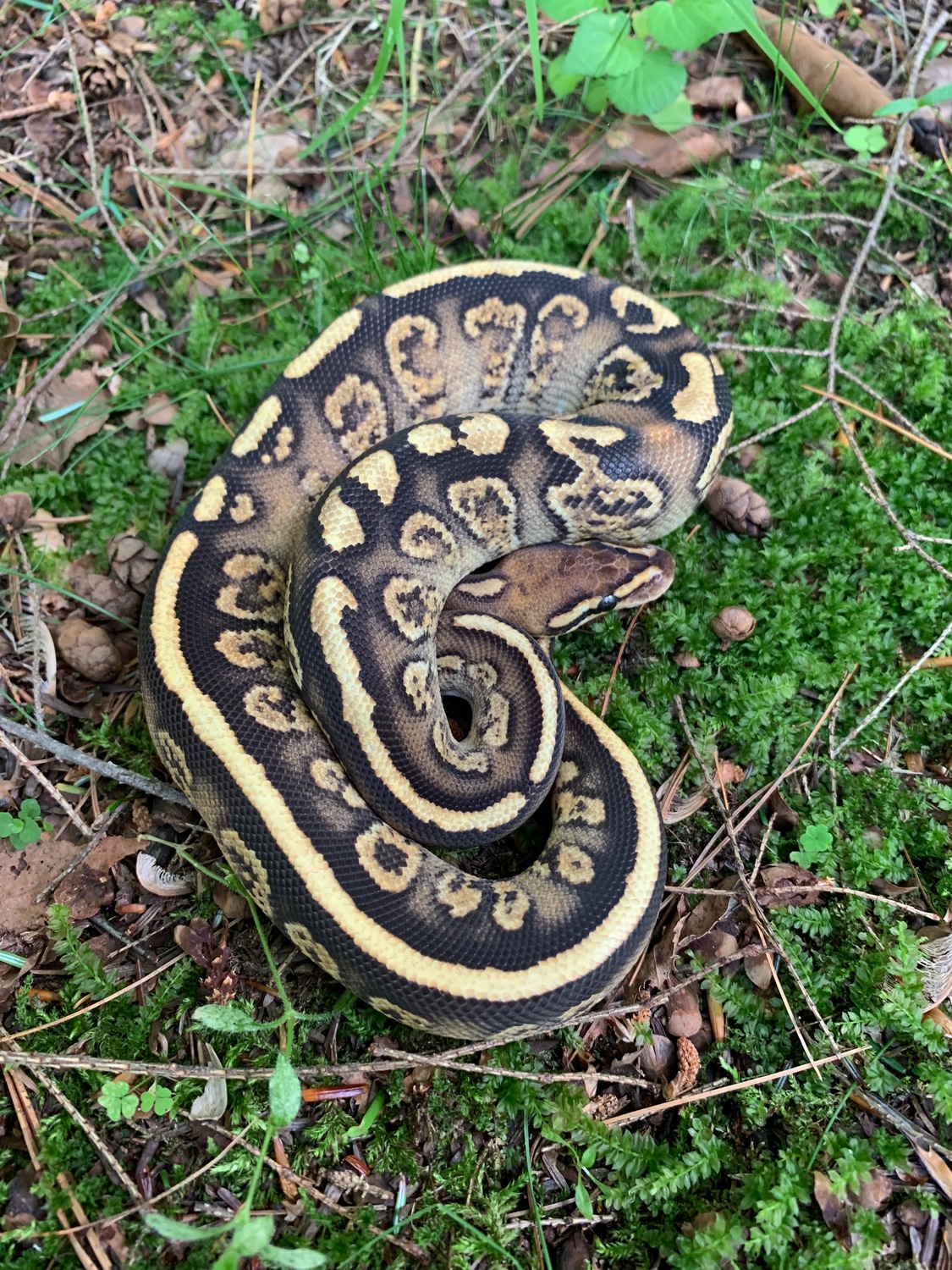 Ball Python Clutch: 22.1.4 by Ophiuchus - MorphMarket