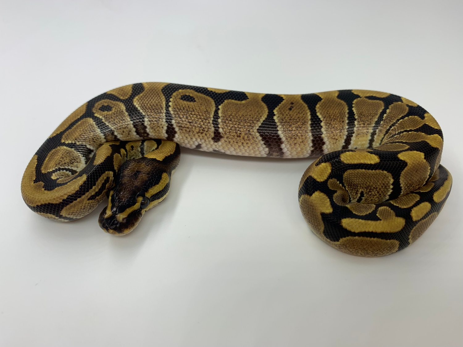 Disco/vanilla Het Desert Ghost Ball Python by Ophiuchus - MorphMarket