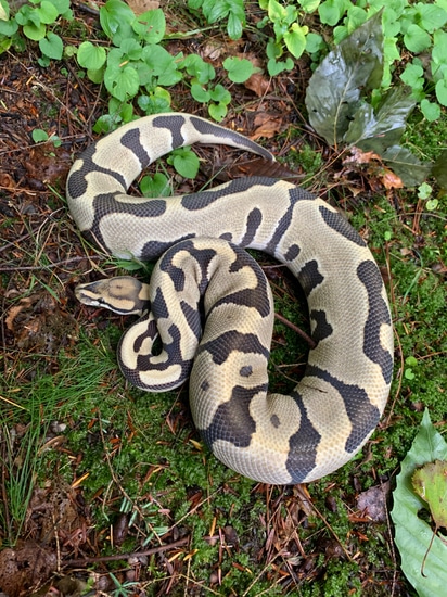 Leopard Yellow Belly Desert Ghost Het Clown Ball Python by Ophiuchus