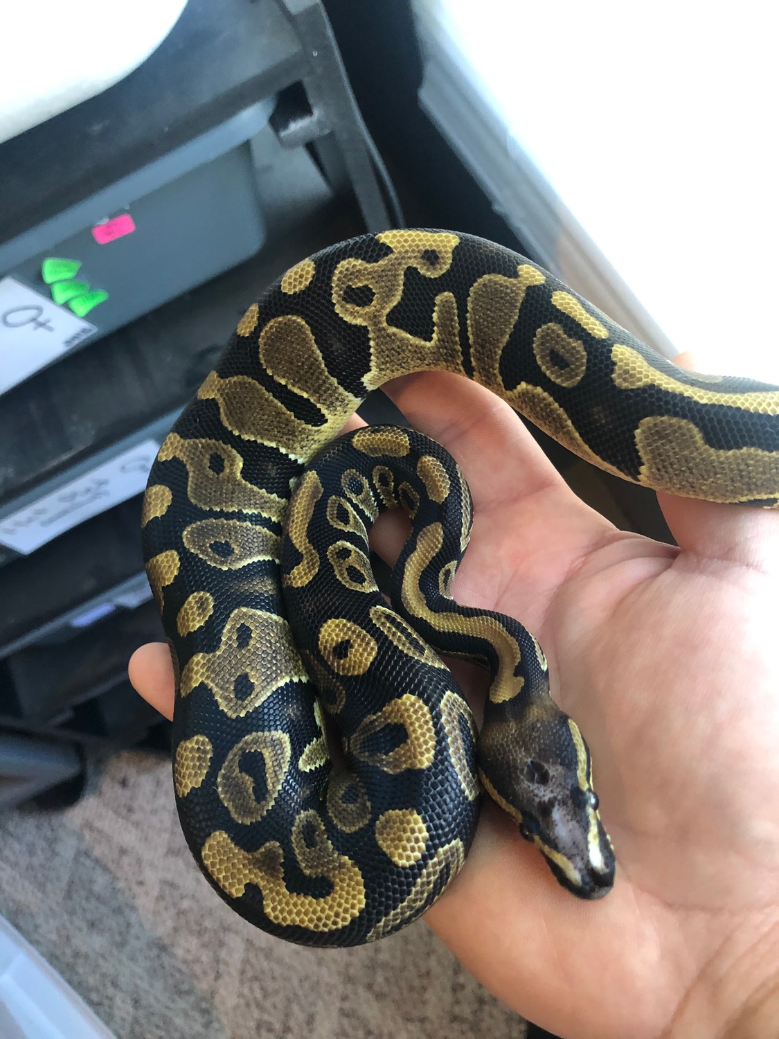 Scaleless Head 100% Het Piebald Ball Python by G. Meredith Reptiles ...
