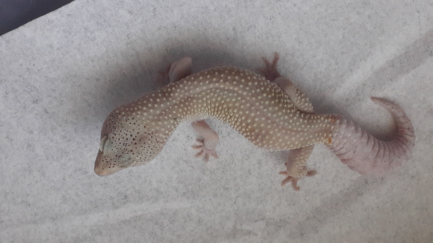 Enigma Het Murphy Patternless Het Eclipse Leopard Gecko by GT Geckos ...