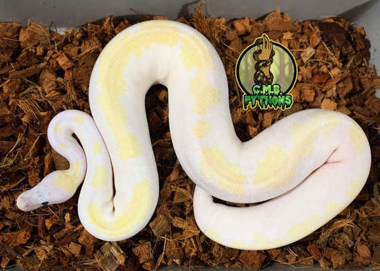 Super Fire Enchi Plus Plus Female Ball Python by Grab My Ball Pythons